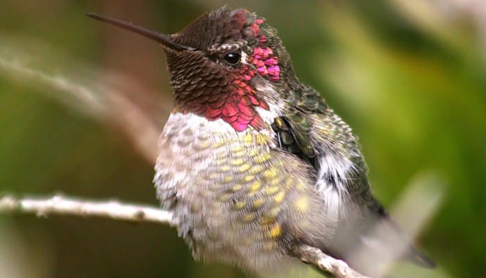 Colibríes | Trochilidae | Características, Alimentacion, Reproduccion Y Mas