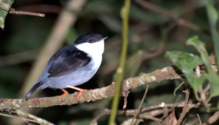 Aves Saltarines: Colores, Qué Comen, Dónde Viven, Curiosidades