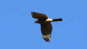 Azor Común: Características, Hábitat, Caza, Vuelo Y Curiosidades