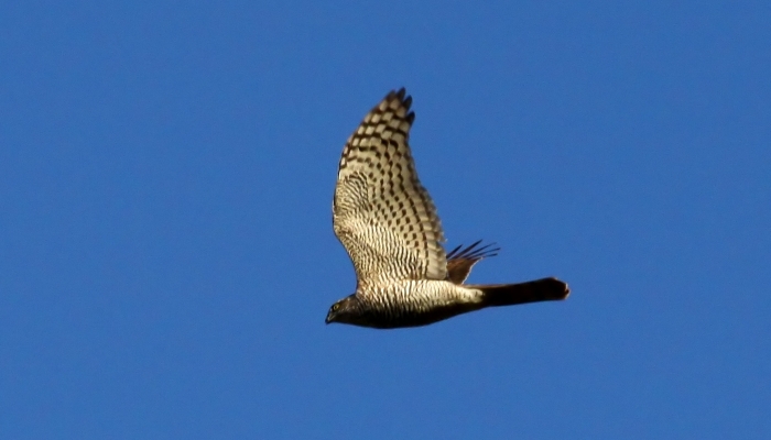 Azor Común: características, hábitat, caza, vuelo y más