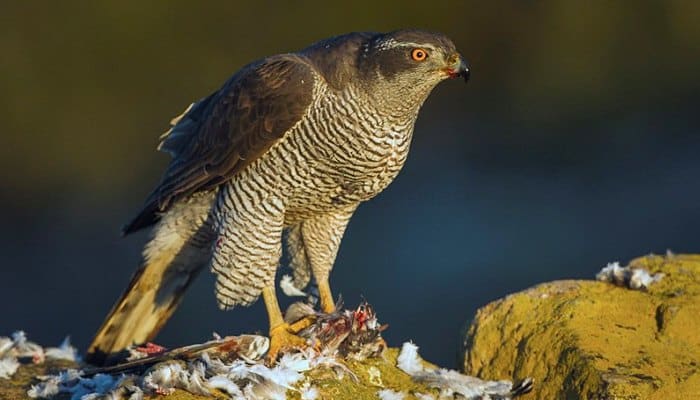 Azor Común: características, hábitat, caza, vuelo y más