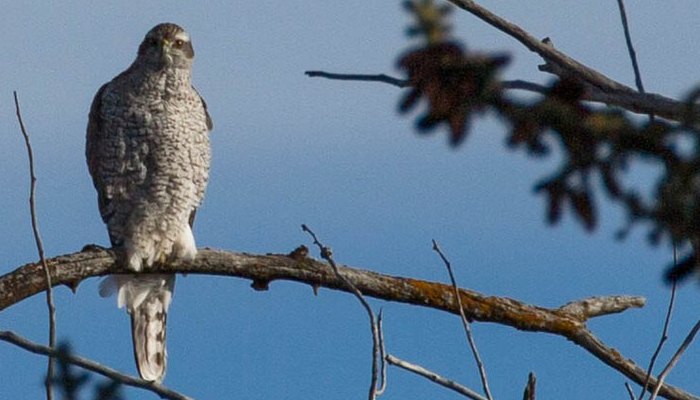 Azor Común: características, hábitat, caza, vuelo y más