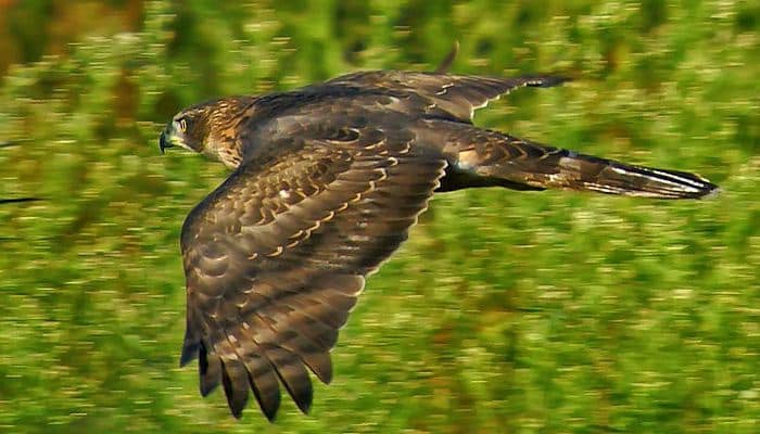 Azor Común: características, hábitat, caza, vuelo y más