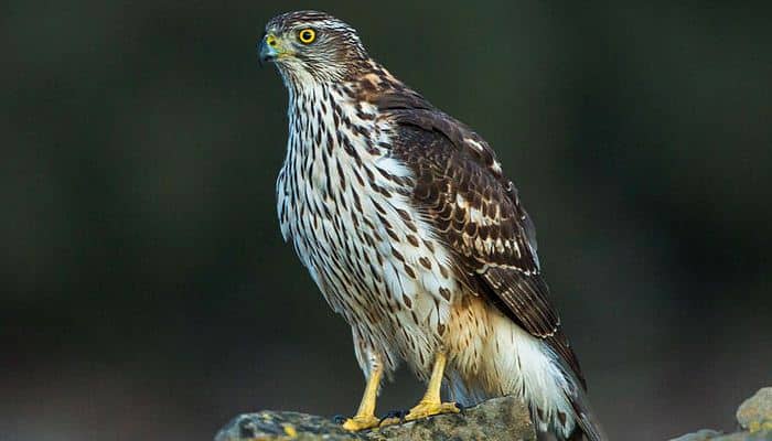 Azor Común: características, hábitat, caza, vuelo y más