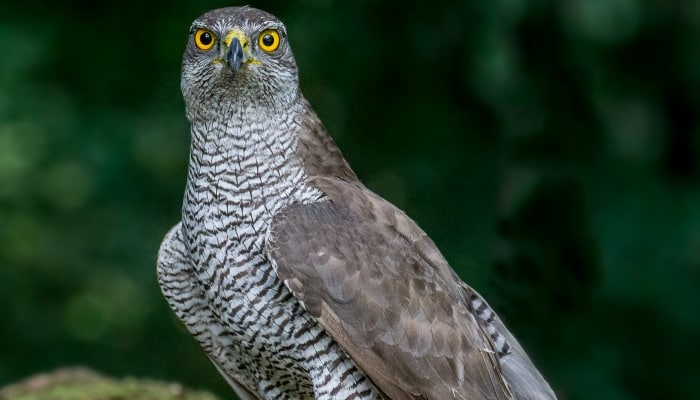 Azor Común: características, hábitat, caza, vuelo y más