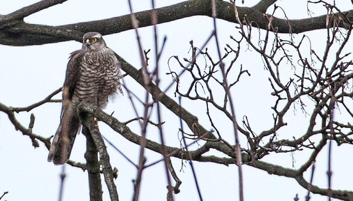 Azor Común: características, hábitat, caza, vuelo y más