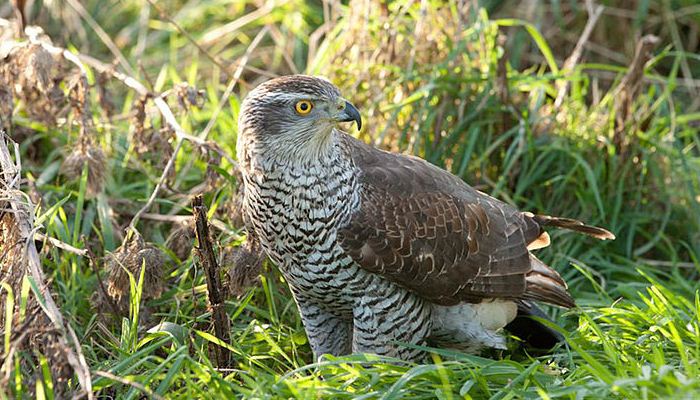 Azor Común: características, hábitat, caza, vuelo y más