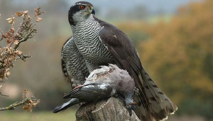 Azor Com n Caracter sticas H bitat Caza Vuelo Y M s