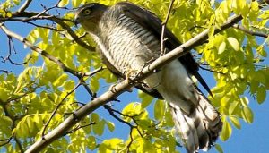 Gavilán Común: Características, Qué Comen, Cuanto Pesa, Donde Viven