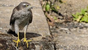 Gavilán Común: Características, Qué Comen, Cuanto Pesa, Donde Viven