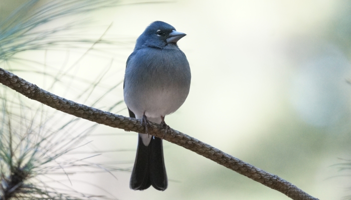 Pinzón azul - Blog De Aves