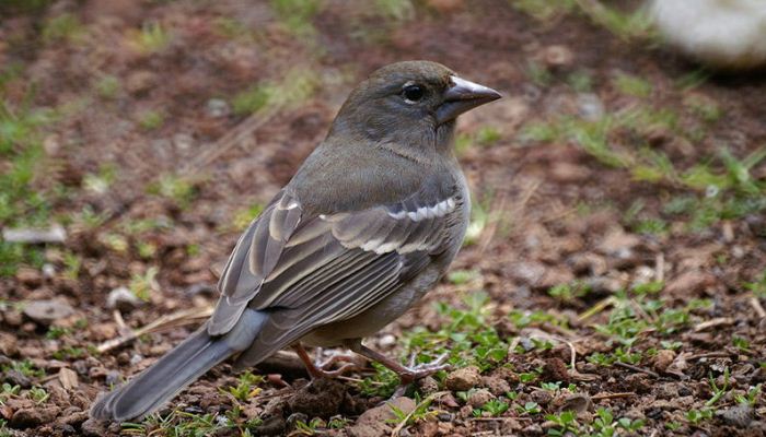 Pinzón azul - Blog De Aves