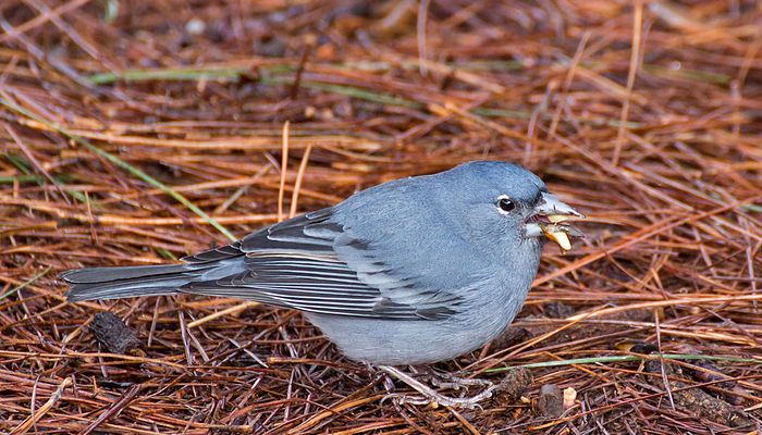 Pinzón azul - Blog De Aves