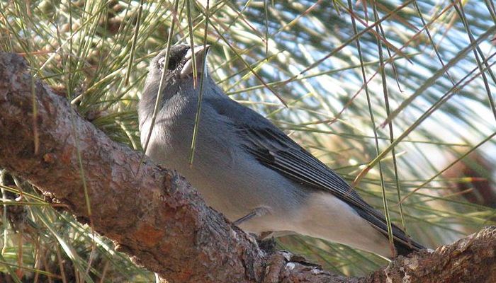 Pinzón azul - Blog De Aves