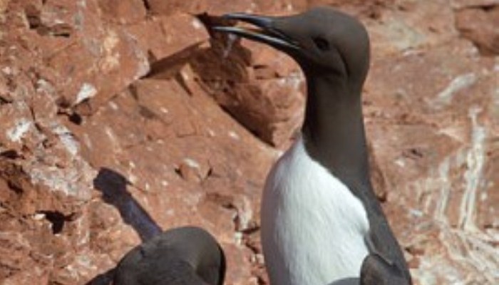 Arao Común: características, alimentación y curiosidades