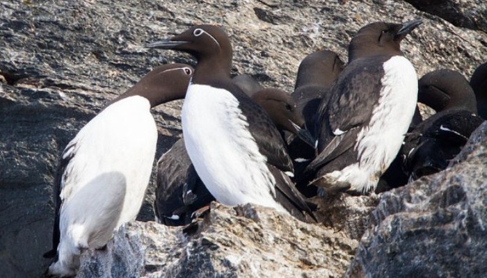 Arao Común: características, alimentación y curiosidades