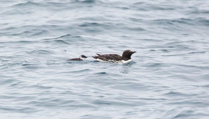 Arao Común: características, alimentación y curiosidades