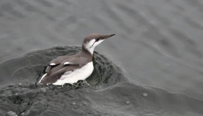 Arao Común: características, alimentación y curiosidades