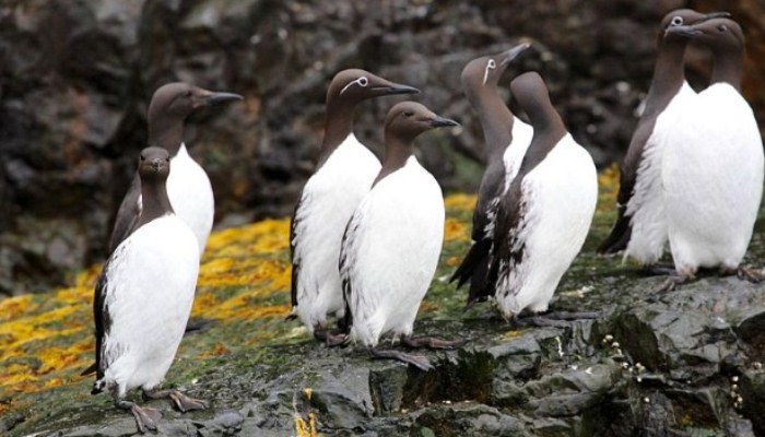 Arao Común: características, alimentación y curiosidades