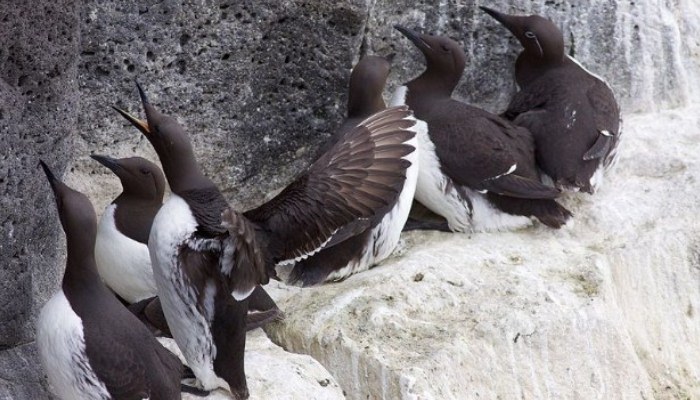 Arao Común: características, alimentación y curiosidades