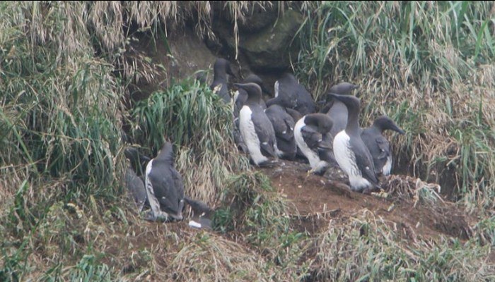 Arao Común: características, alimentación y curiosidades