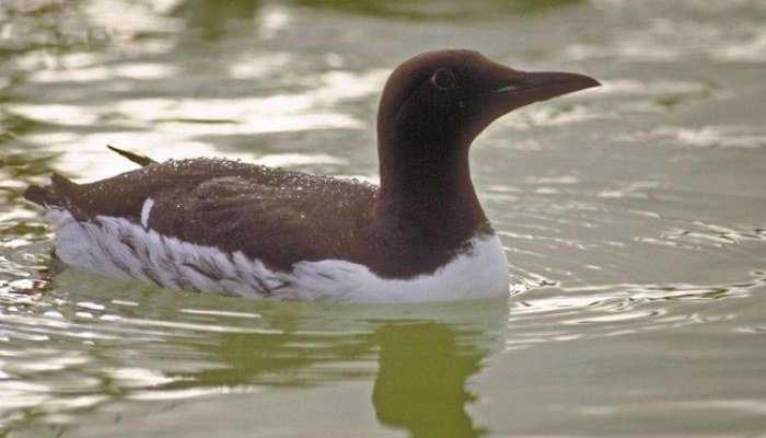Arao Común: características, alimentación y curiosidades