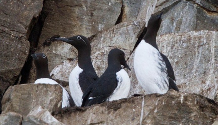 Arao Común: características, alimentación y curiosidades