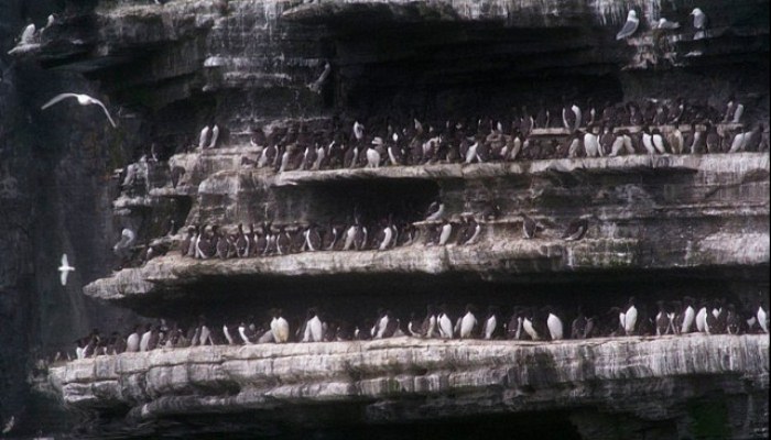 Arao Común: características, alimentación y curiosidades