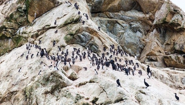 Arao Común: características, alimentación y curiosidades