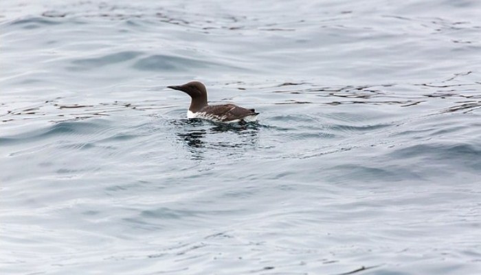Arao Común: características, alimentación y curiosidades