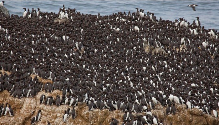Arao Común: características, alimentación y curiosidades