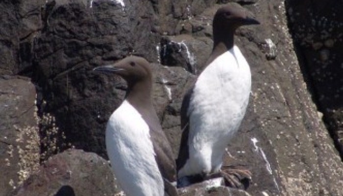 Arao Común: características, alimentación y curiosidades