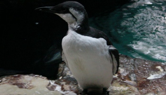 Arao Común: características, alimentación y curiosidades