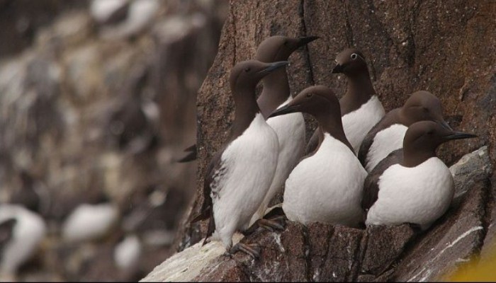 Arao Común: características, alimentación y curiosidades