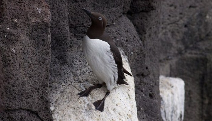 Arao Común: características, alimentación y curiosidades