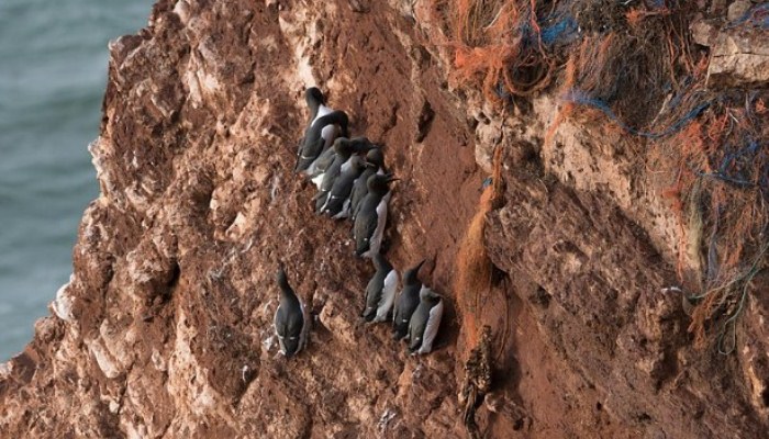 Arao Común: características, alimentación y curiosidades