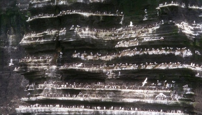 Arao Común: características, alimentación y curiosidades