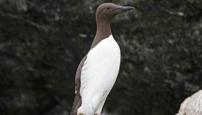 Arao Común: características, alimentación y curiosidades