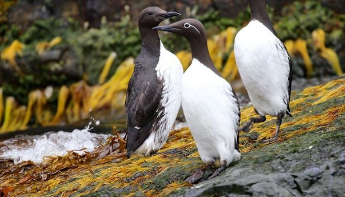 Arao Común: características, alimentación y curiosidades
