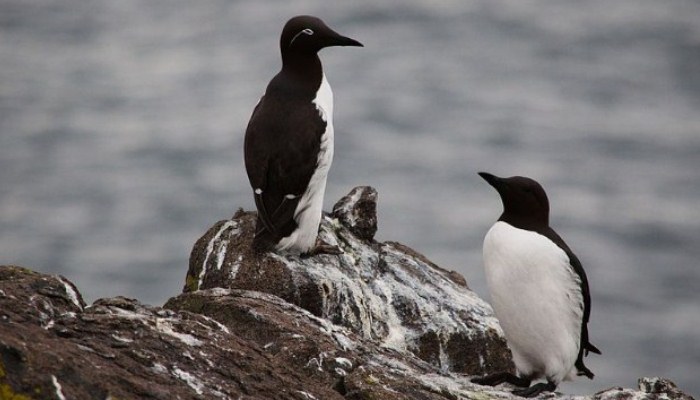 Arao Común: características, alimentación y curiosidades
