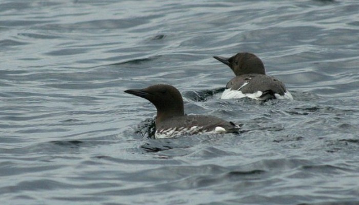 Arao Común: características, alimentación y curiosidades