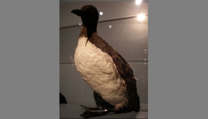 Arao Común: características, alimentación y curiosidades