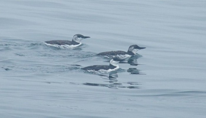Arao Común: características, alimentación y curiosidades