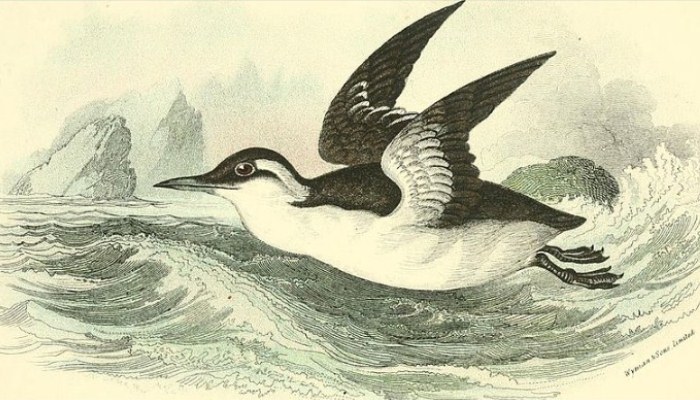 Arao Común: características, alimentación y curiosidades