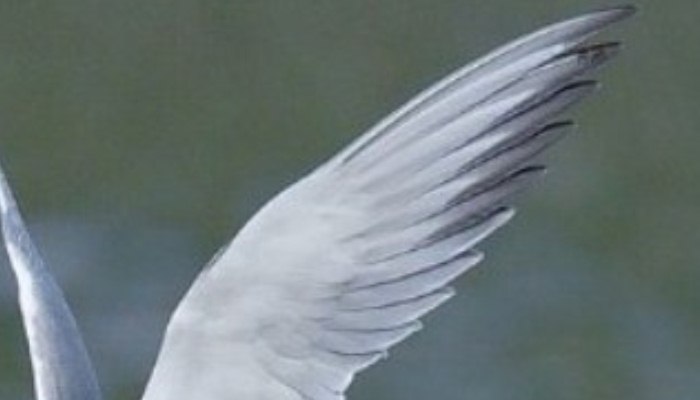 Charrán Común: características, alimentación, vuelo y más