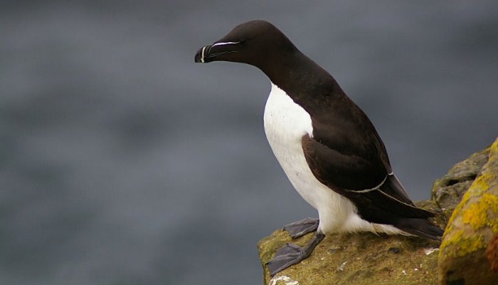 Alca Torda: Características, Hábitat, Reproducción Y Más