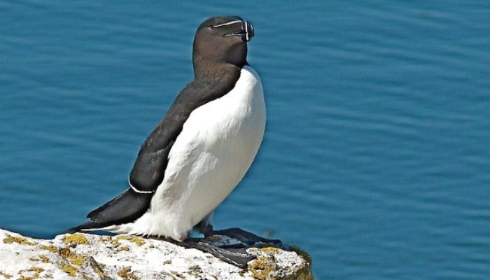 Alca Torda: Características, Hábitat, Reproducción Y Más